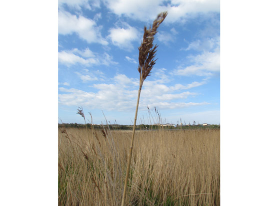 Loreto Balbriggan | JPIC Competition